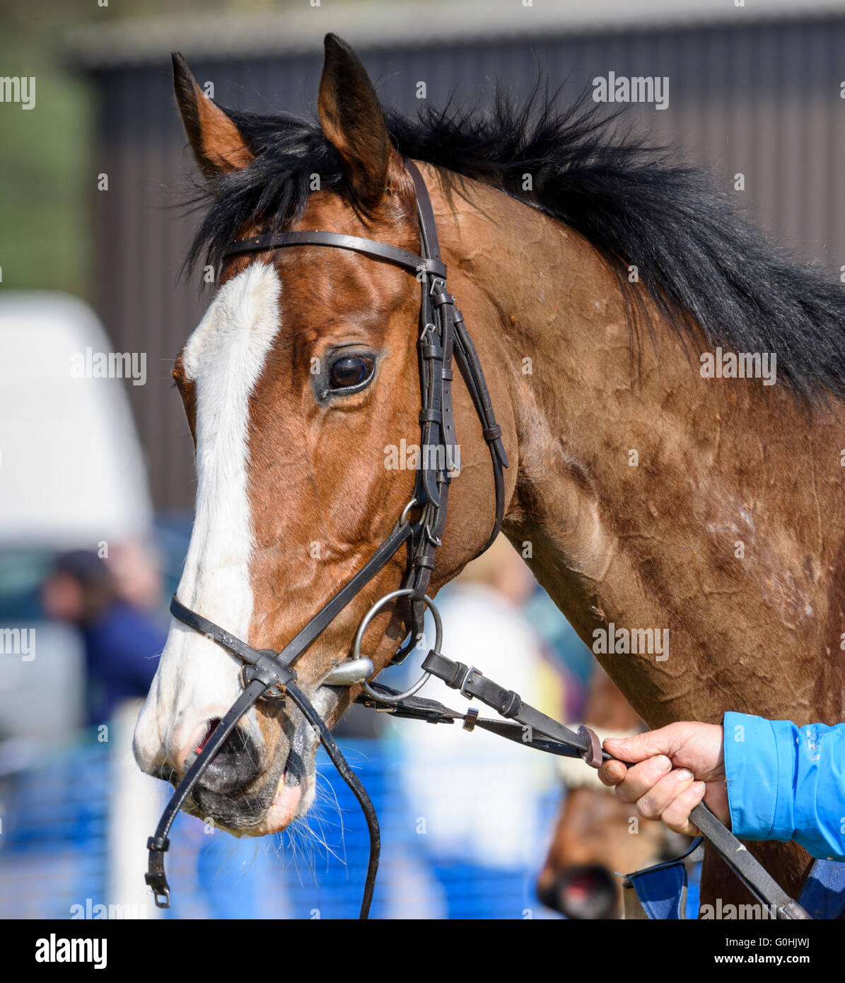 Portrait of a bay working hunter with a white blaze wearing a grackle ...