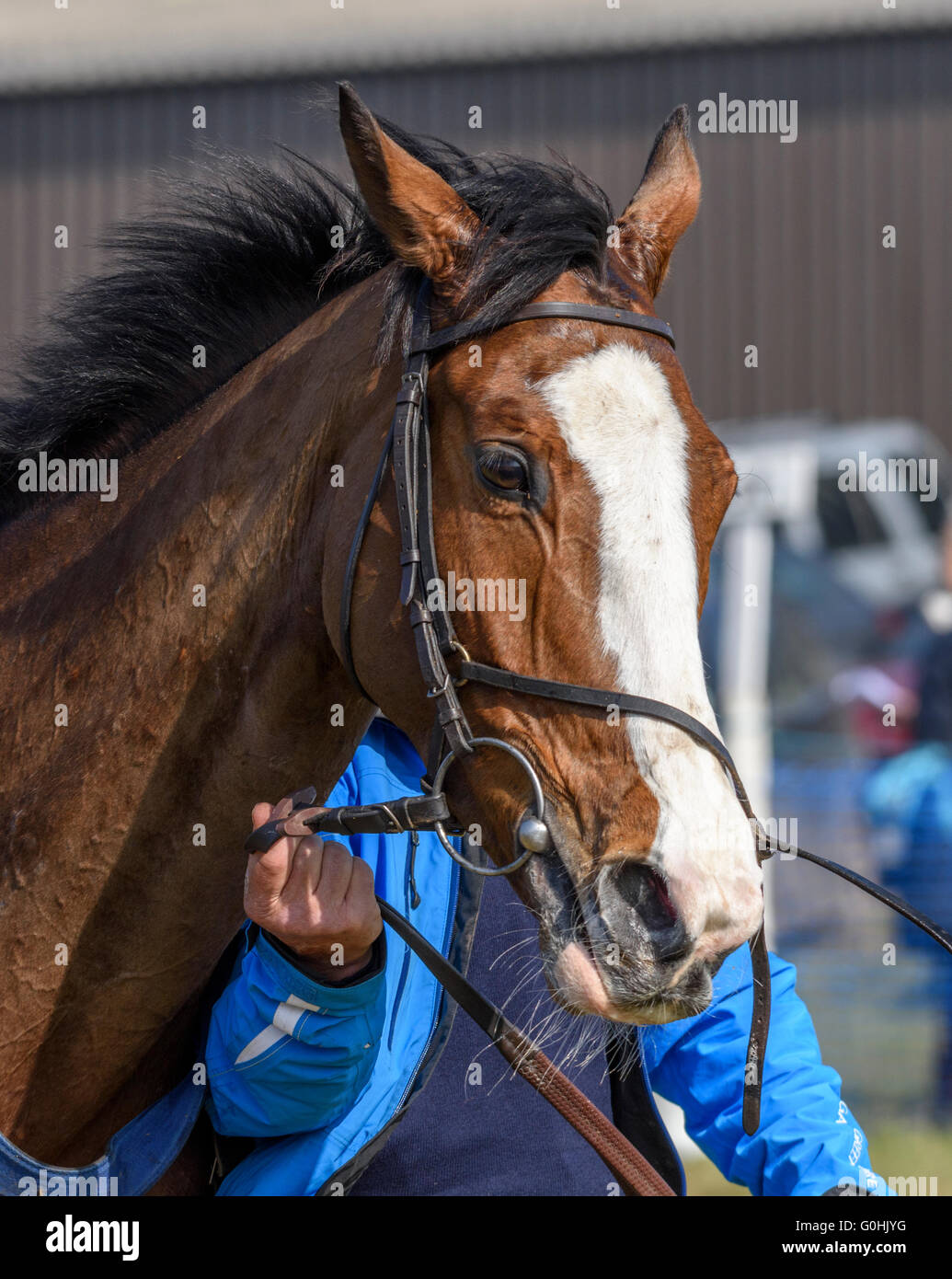 Portrait of a bay working hunter with a white blaze wearing a bridle ...