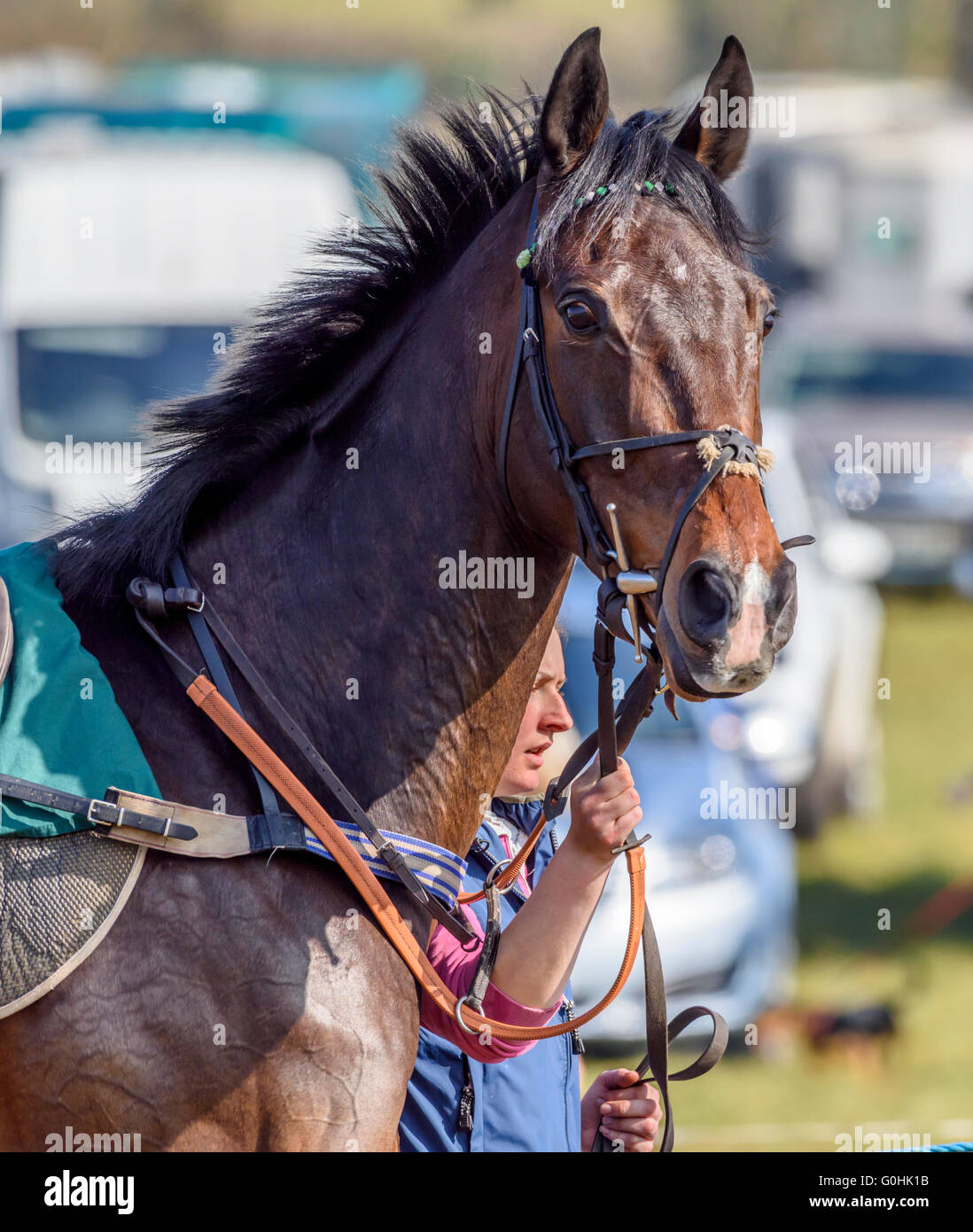 Head, neck and shoulders of a bay working hunter wearing a grackle ...