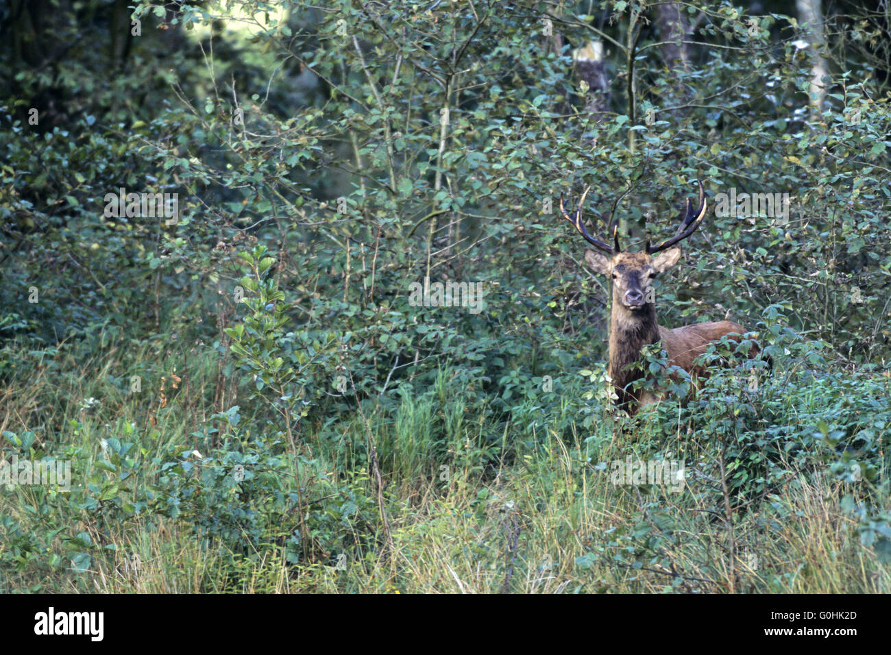 Red Deer in the wild they live 10 to 15 years Stock Photo - Alamy