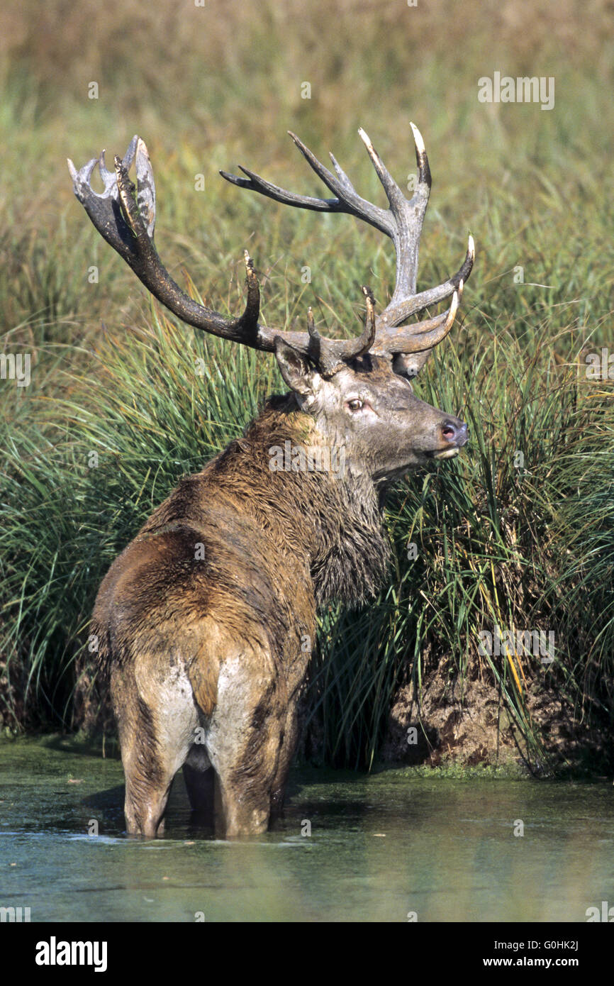 Stag in a water in hi-res stock photography and images - Alamy