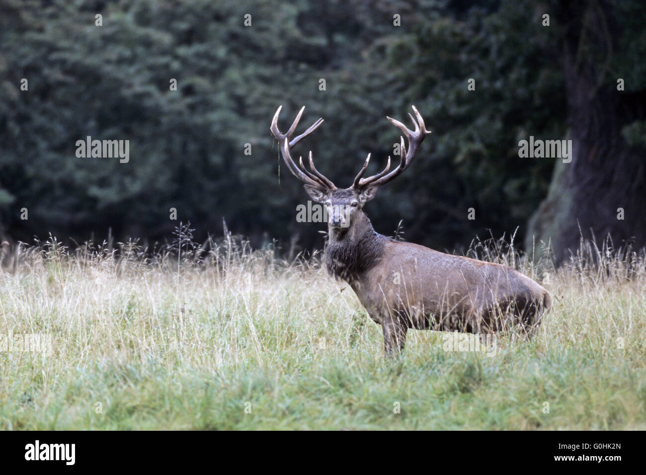 Red Deer is one of the largest deer species Stock Photo - Alamy