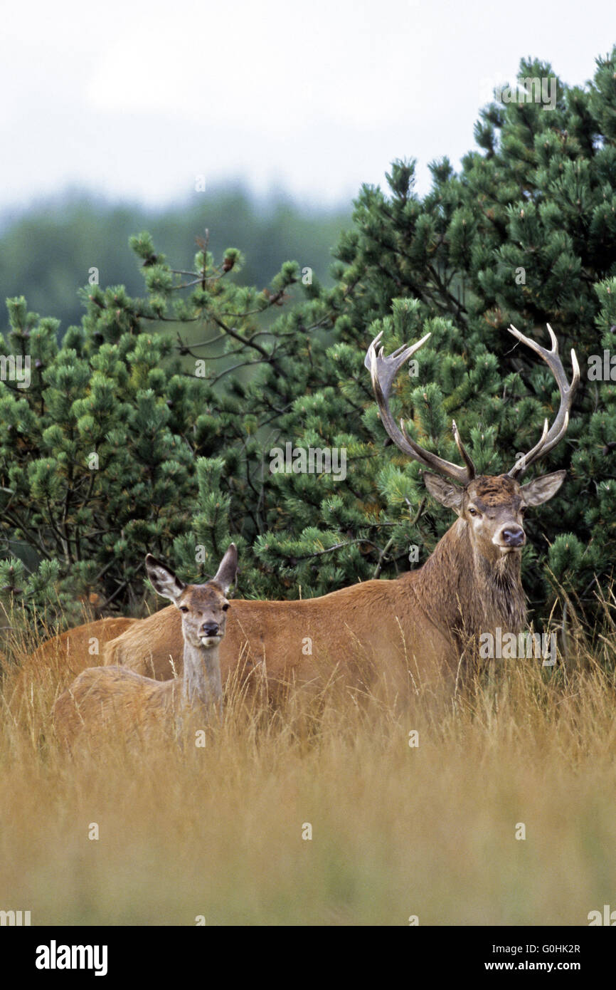 Red Deer the females are much smaller than the males Stock Photo - Alamy