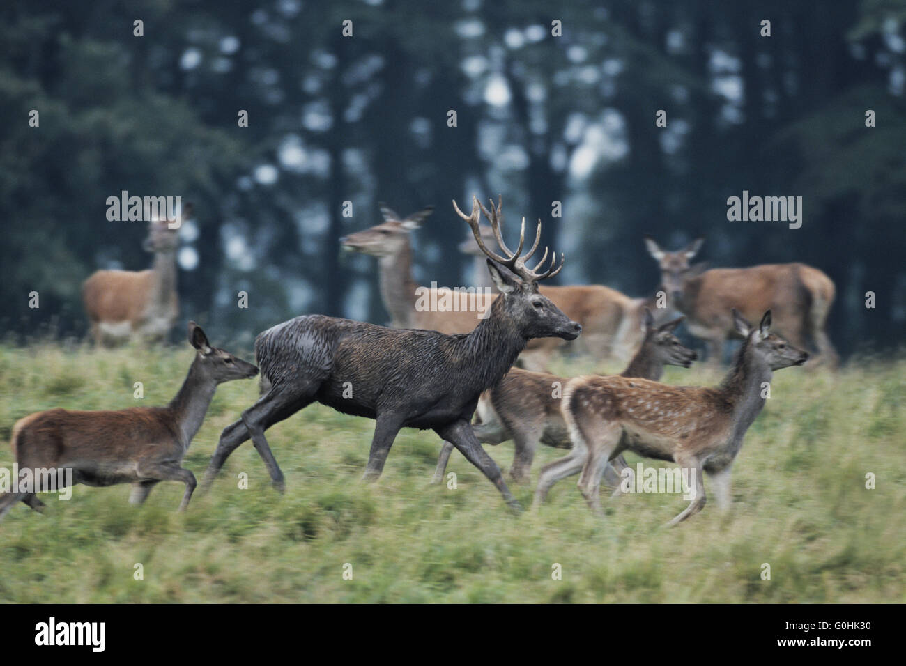 Red Deer stag, hinds and calves Stock Photo - Alamy