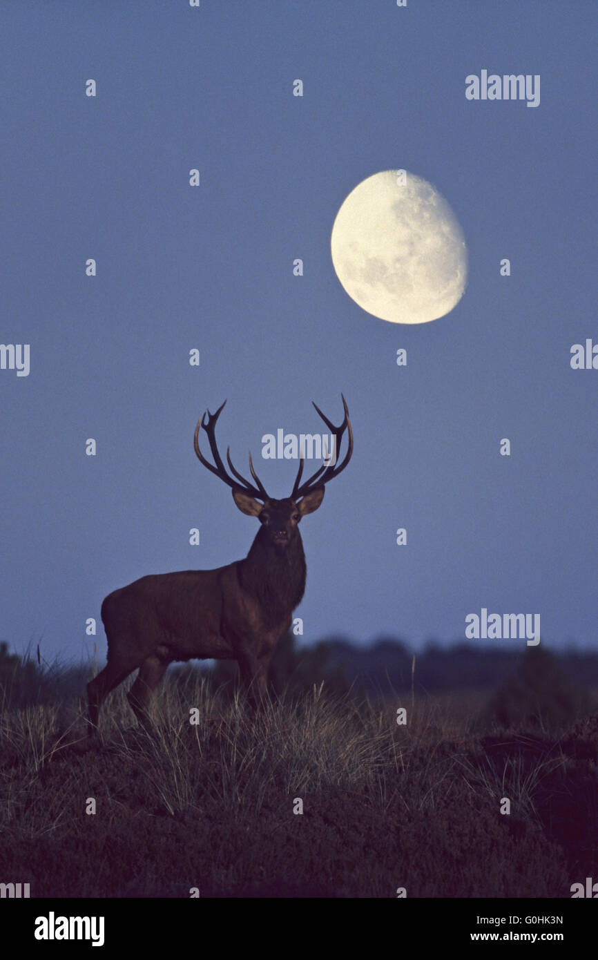 Hirsch mond hi-res stock photography and images - Alamy