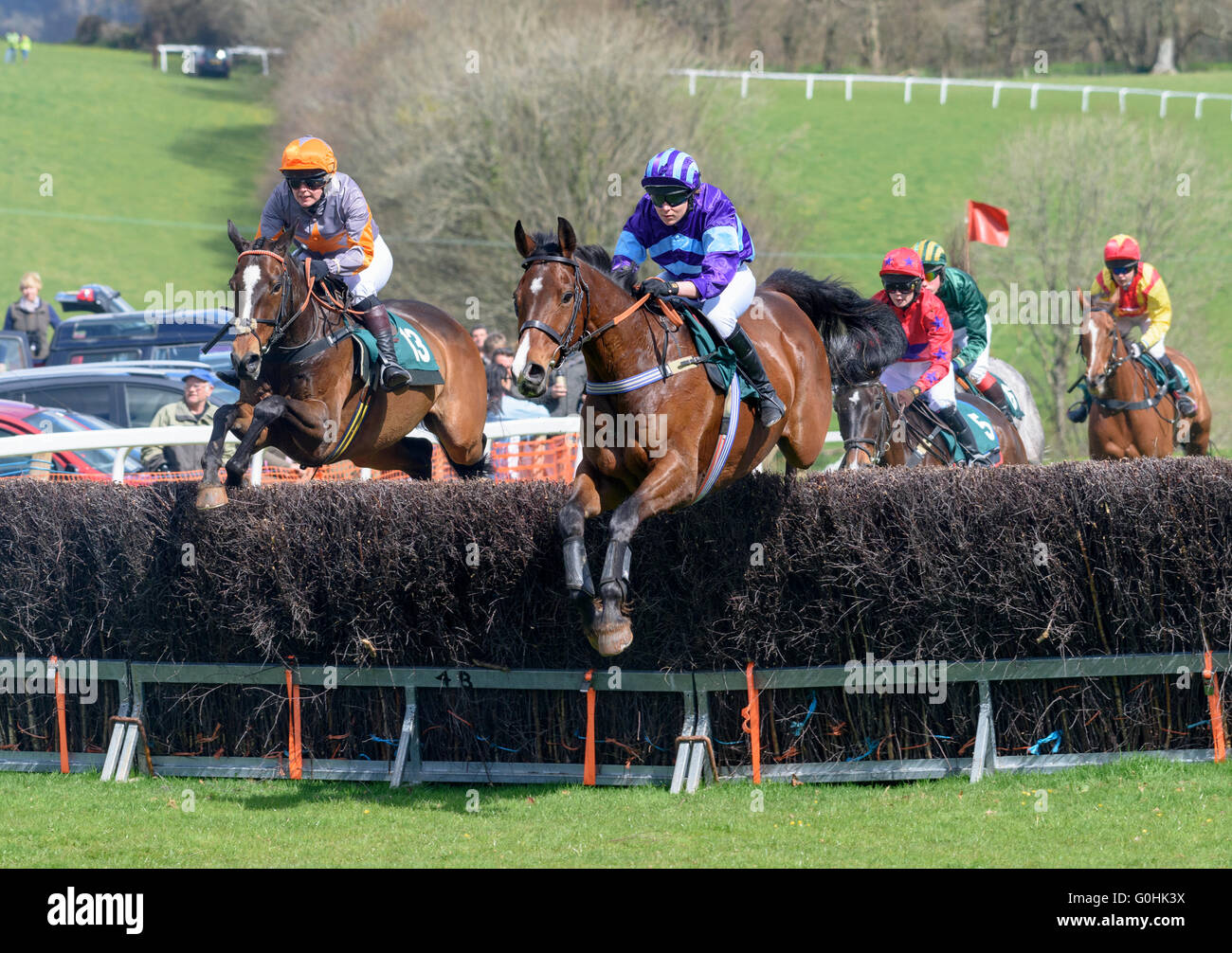 Two bay hunting horses jump a fence side by side during a point-to ...