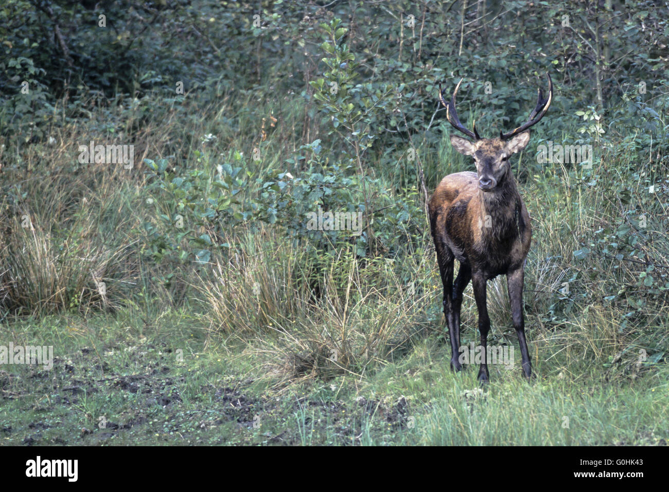 Red Deer stag after wallow Stock Photo - Alamy