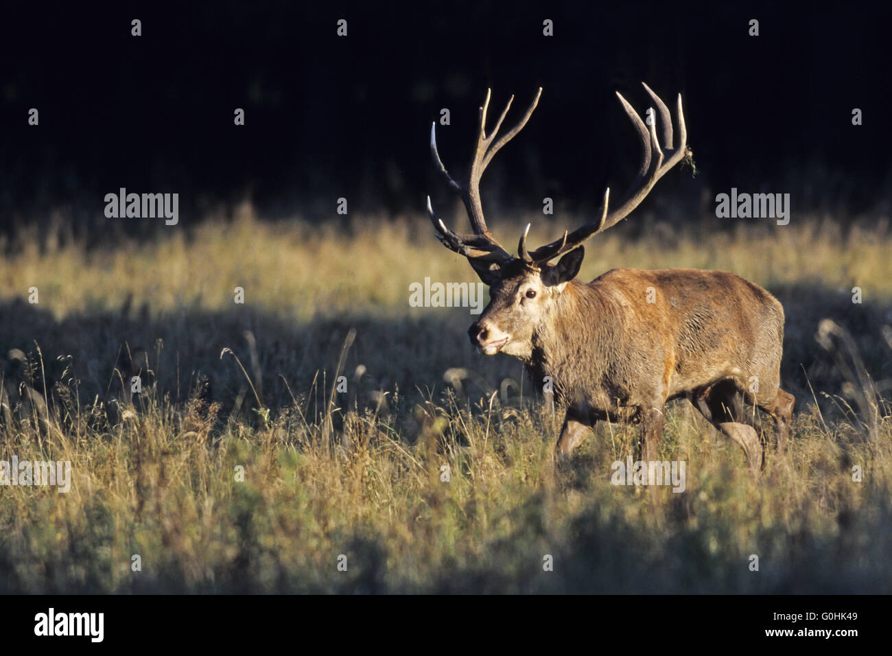 Red Deer stag in last sunlight Stock Photo - Alamy