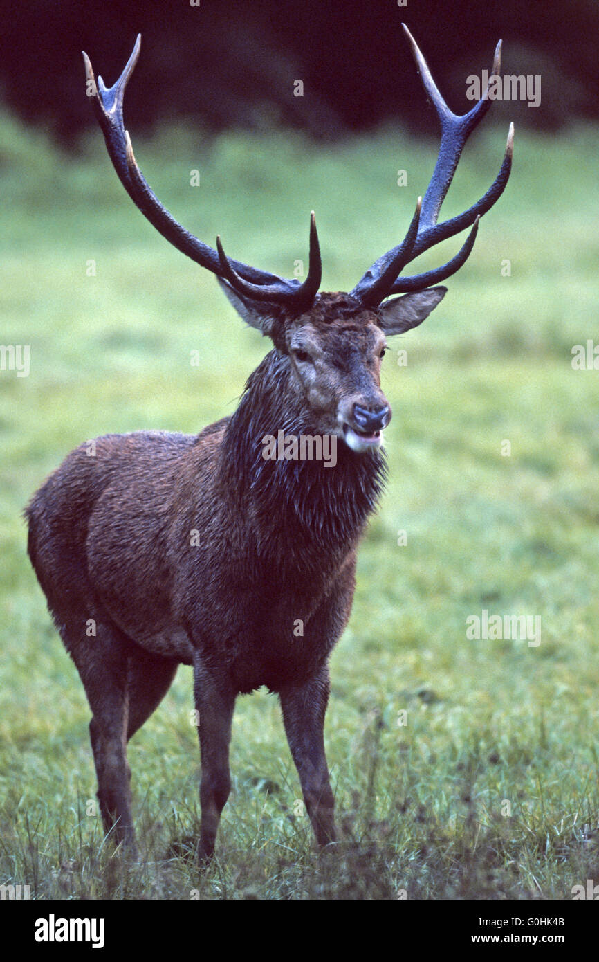 Northern rut hi-res stock photography and images - Alamy