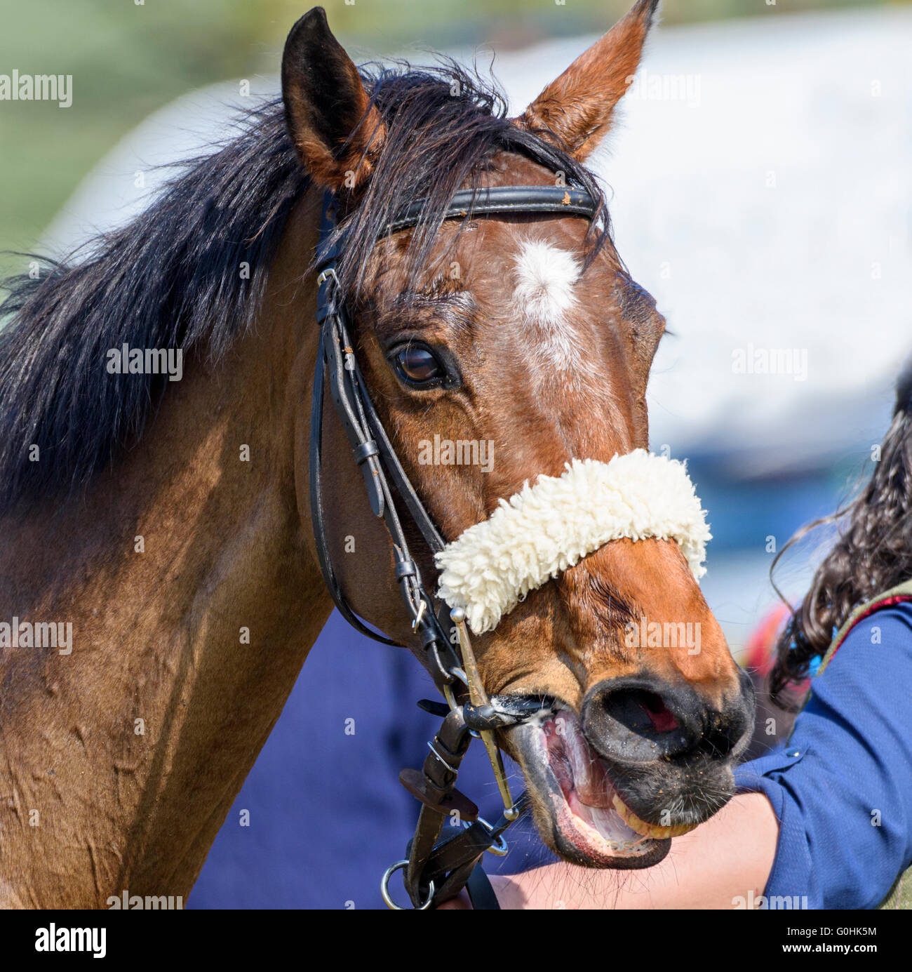Portrait of a bay working hunter with a white irregular star wearing a ...