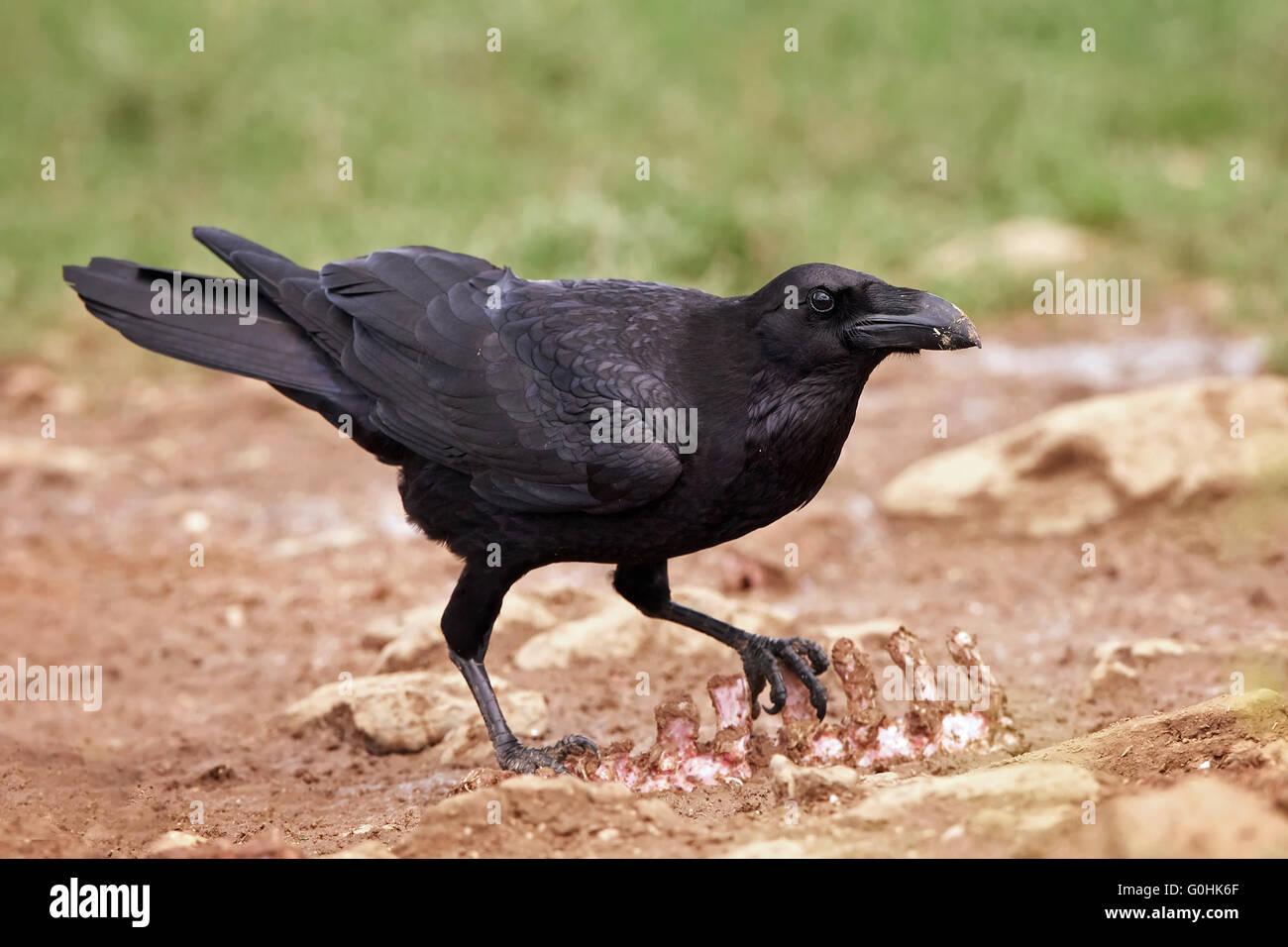 Common raven bird hi-res stock photography and images - Alamy