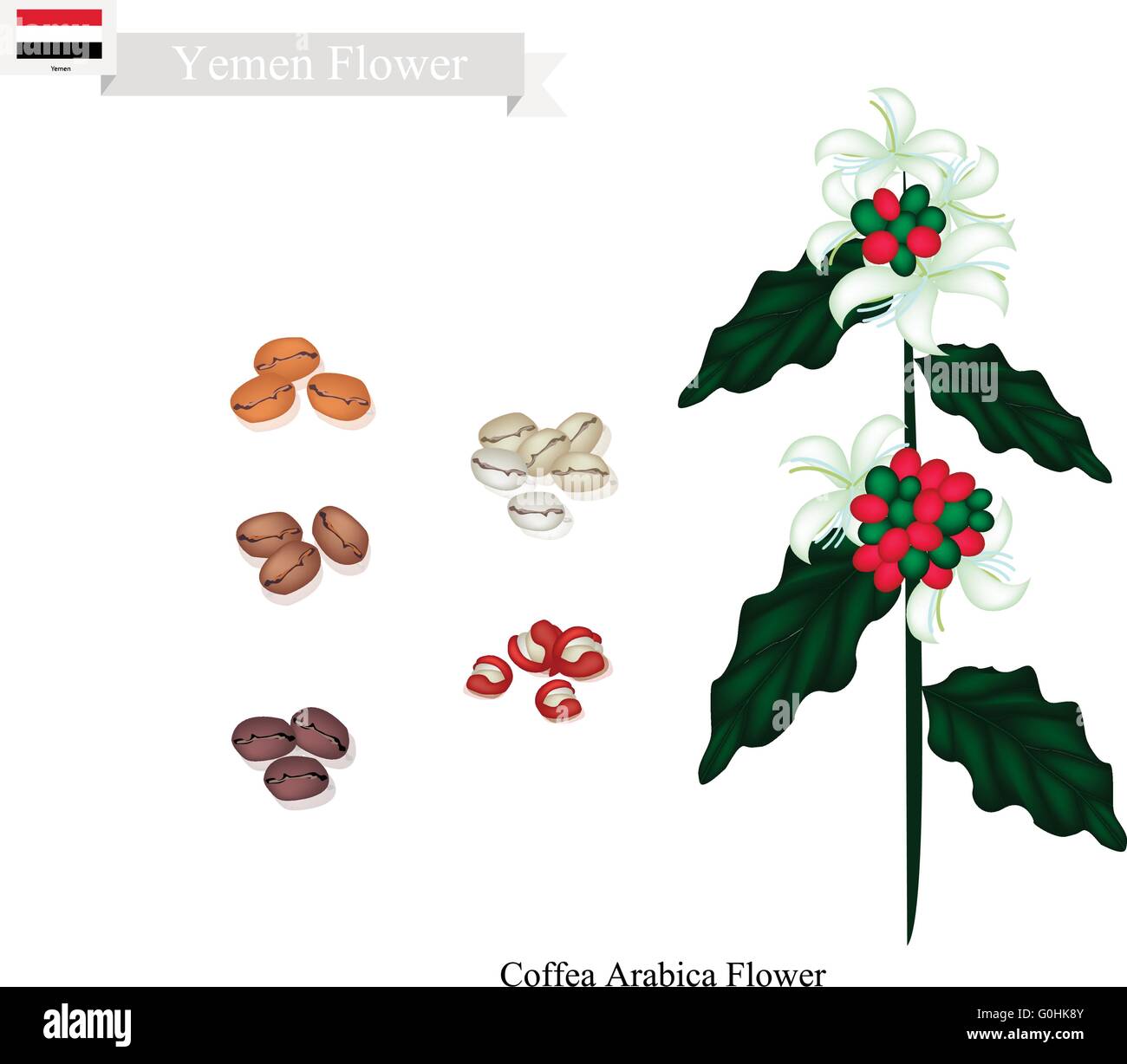 Yemen Flower, Illustration of Coffea Arabica Blossoms. The National ...