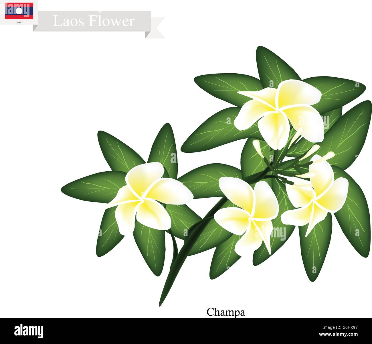 Champa flower tree Stock Vector Images - Alamy
