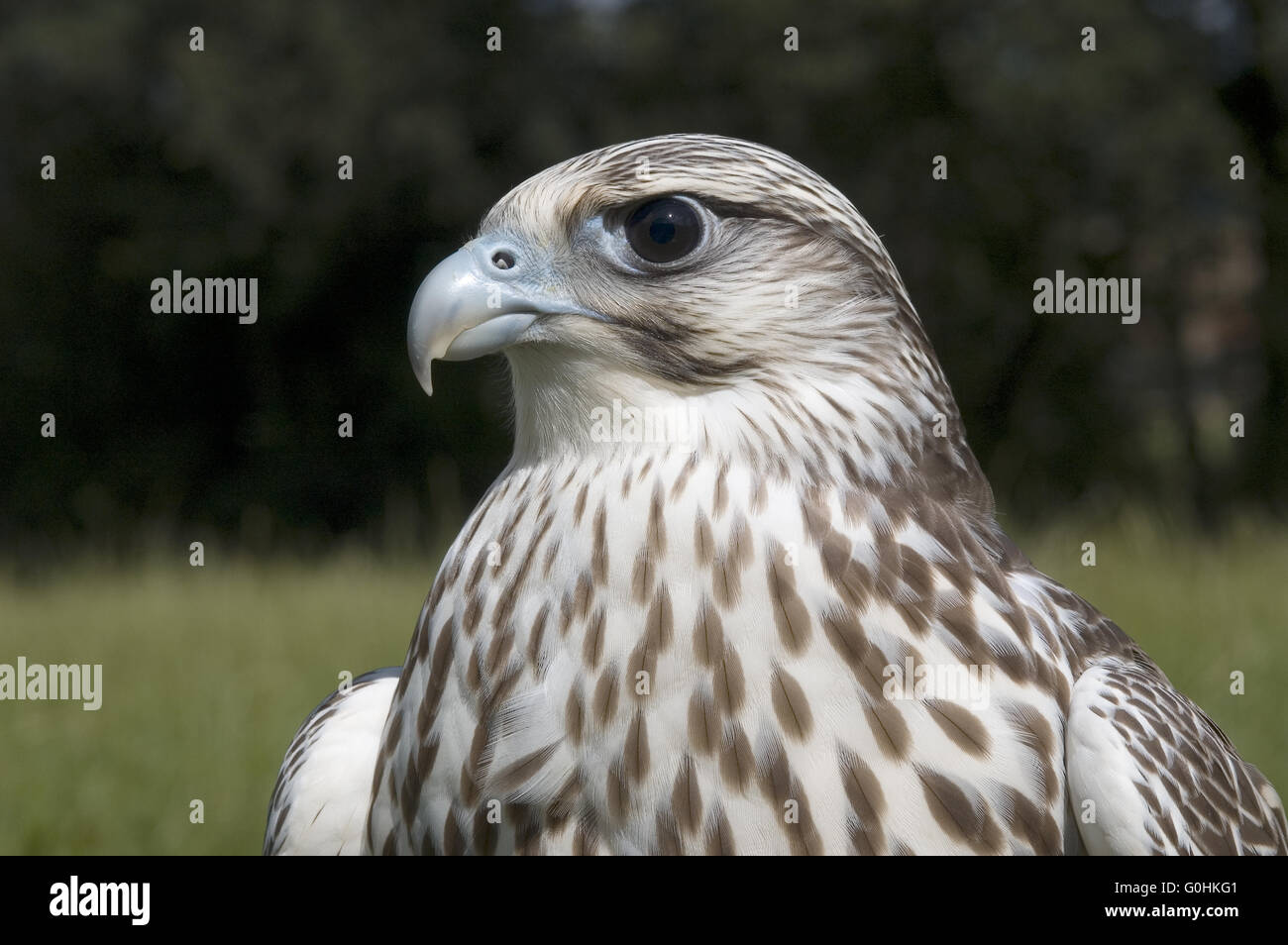 Jagdfalken hi-res stock photography and images - Alamy