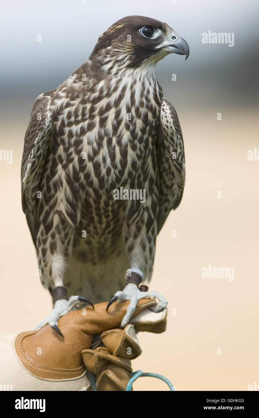 Falko hybrid hi-res stock photography and images - Alamy