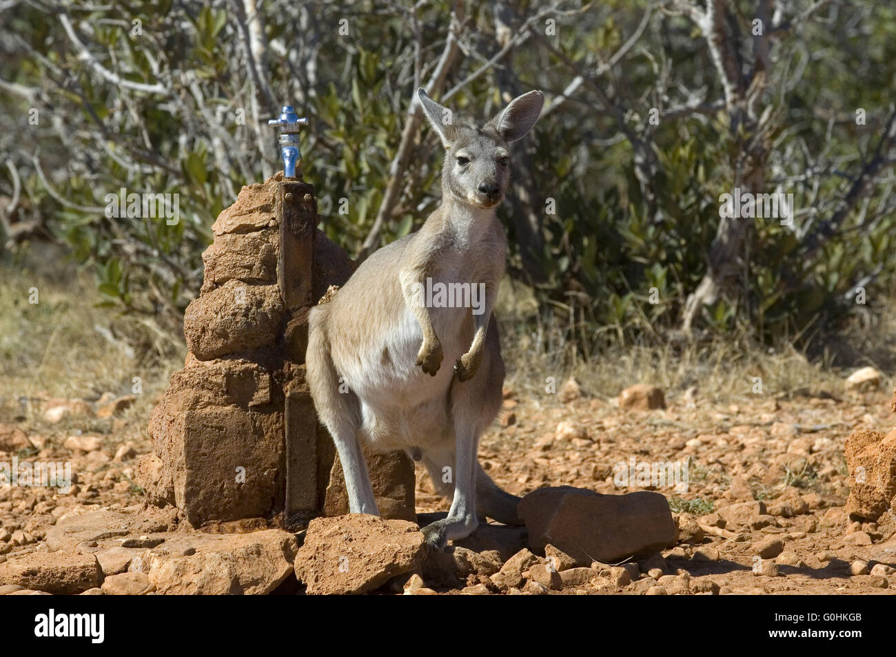 Kangaroo drinking hi-res stock photography and images - Alamy