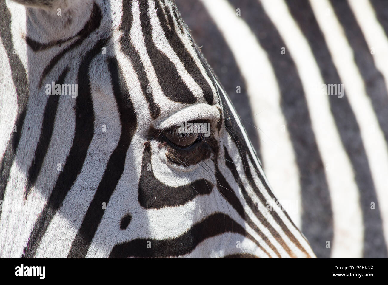 Zebra eye hi-res stock photography and images - Alamy