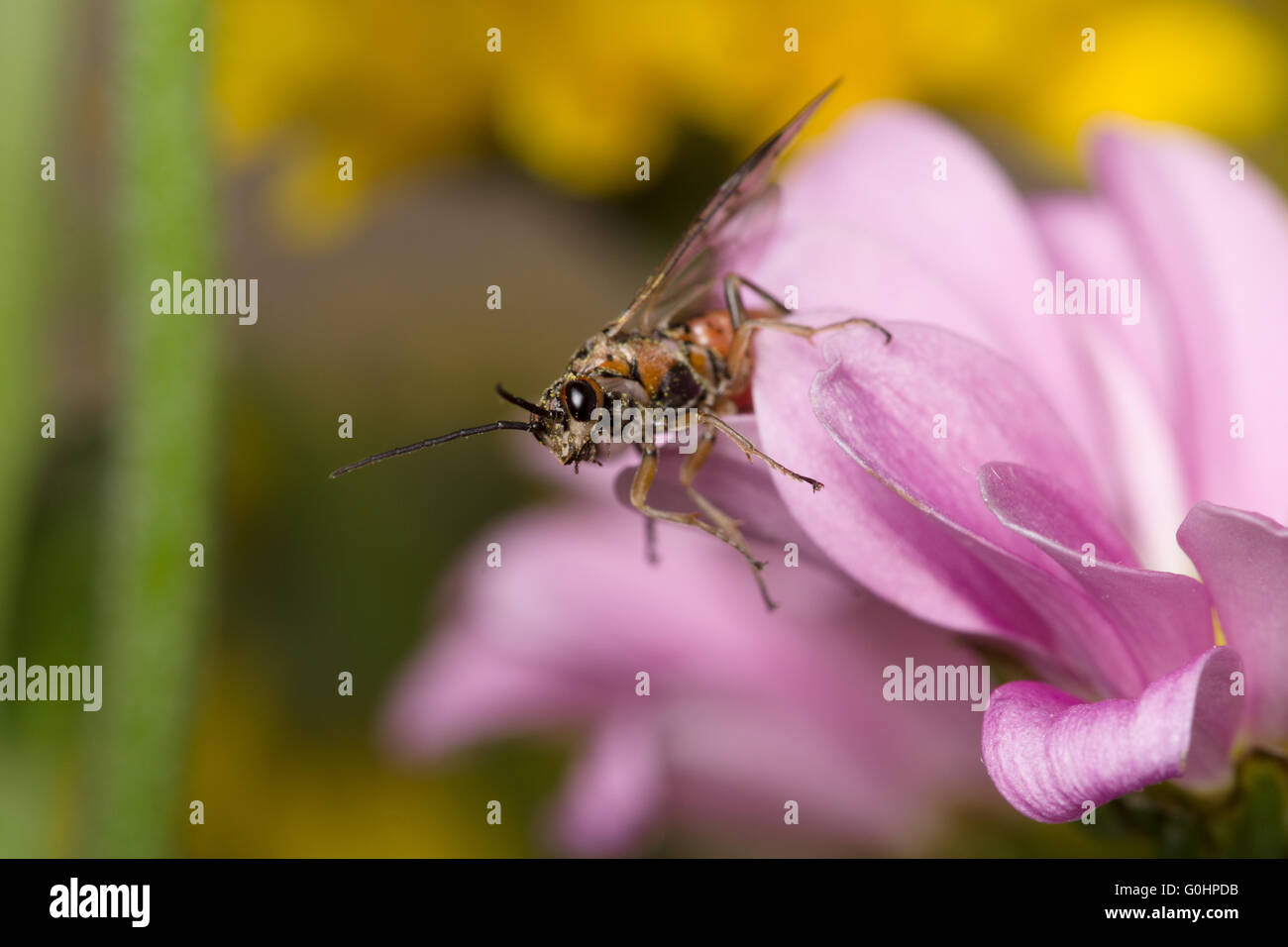 Winged insects hi-res stock photography and images - Alamy