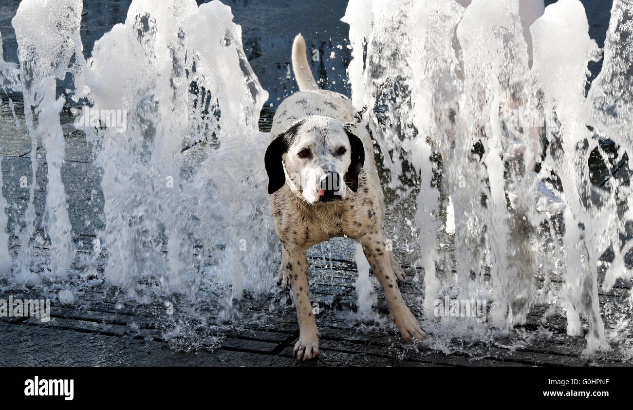 Dog on a hot summer day. Refresh yourself at the well Stock Photo - Alamy
