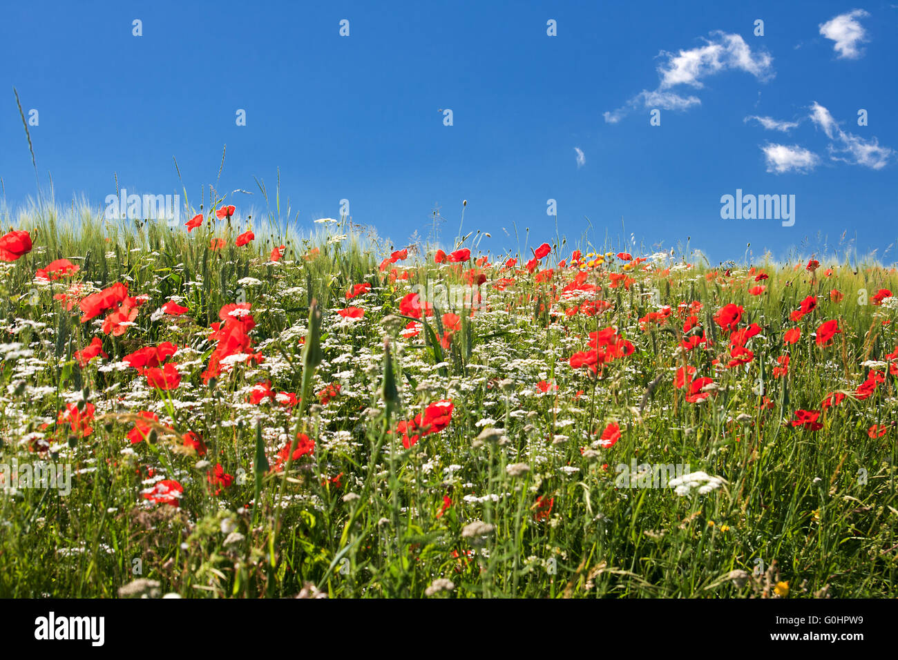 Poppy field in central Italy Stock Photo - Alamy