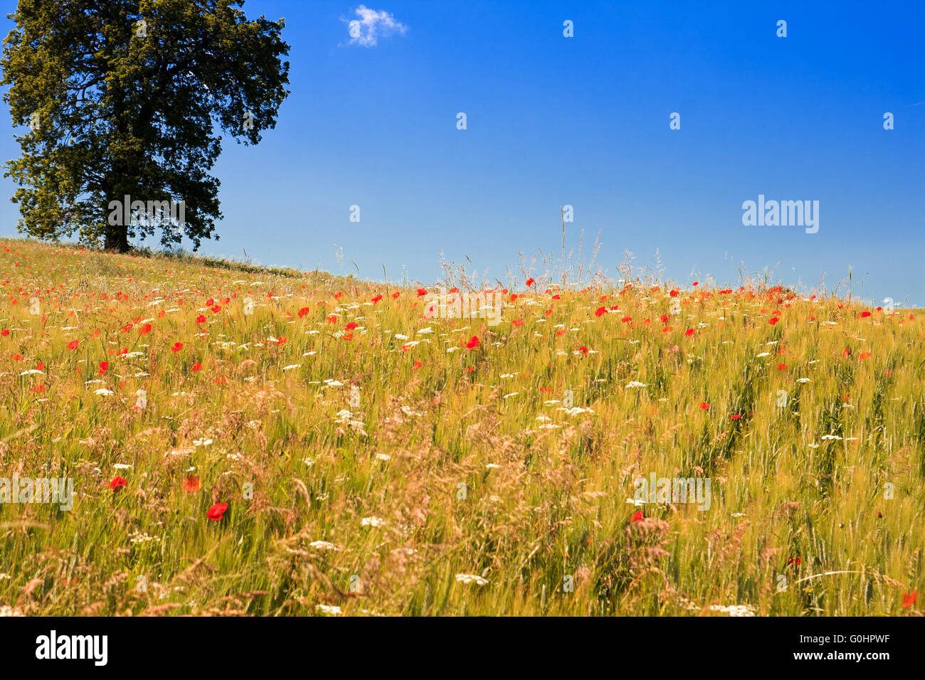 Mohn in weizenfeld hi-res stock photography and images - Alamy