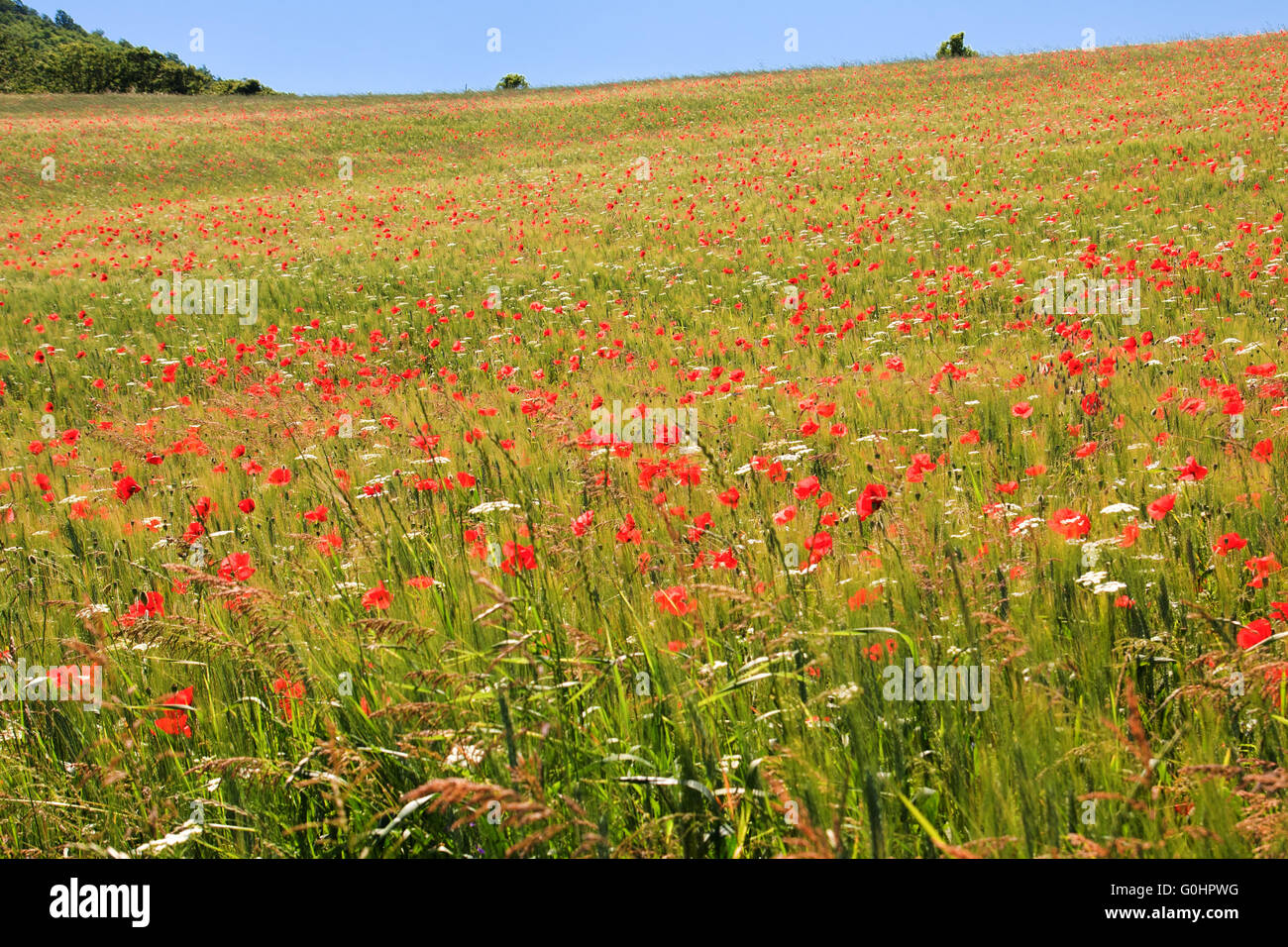Poppy field in central Italy Stock Photo - Alamy
