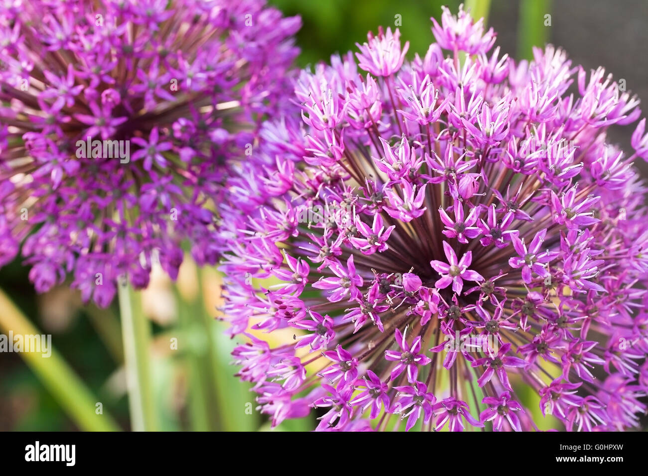 Blooming ramp, open aperture Stock Photo - Alamy