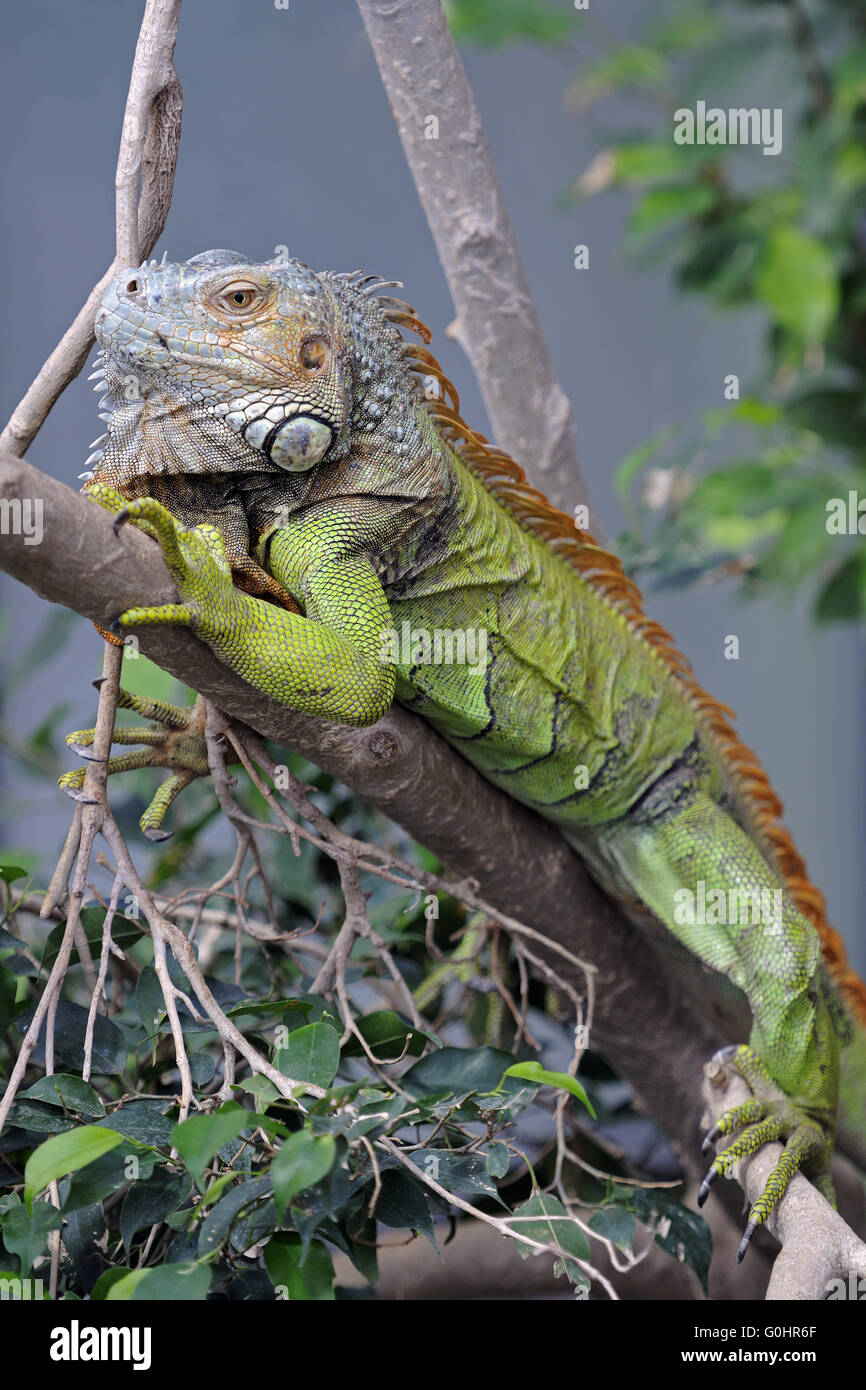 gruener Leguan, Iguana iguana Stock Photo - Alamy