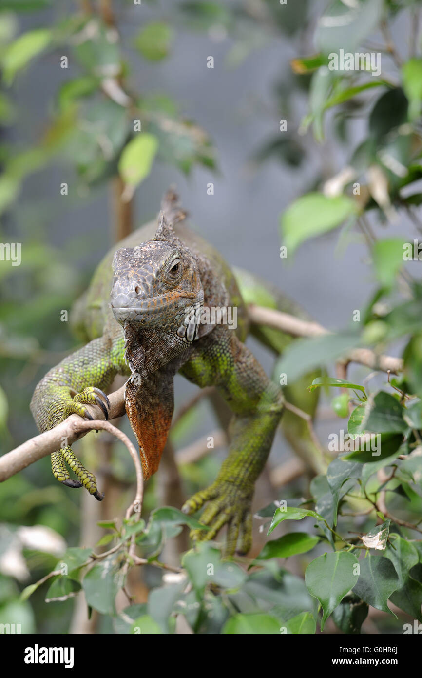 Leguan iguana hi-res stock photography and images - Alamy