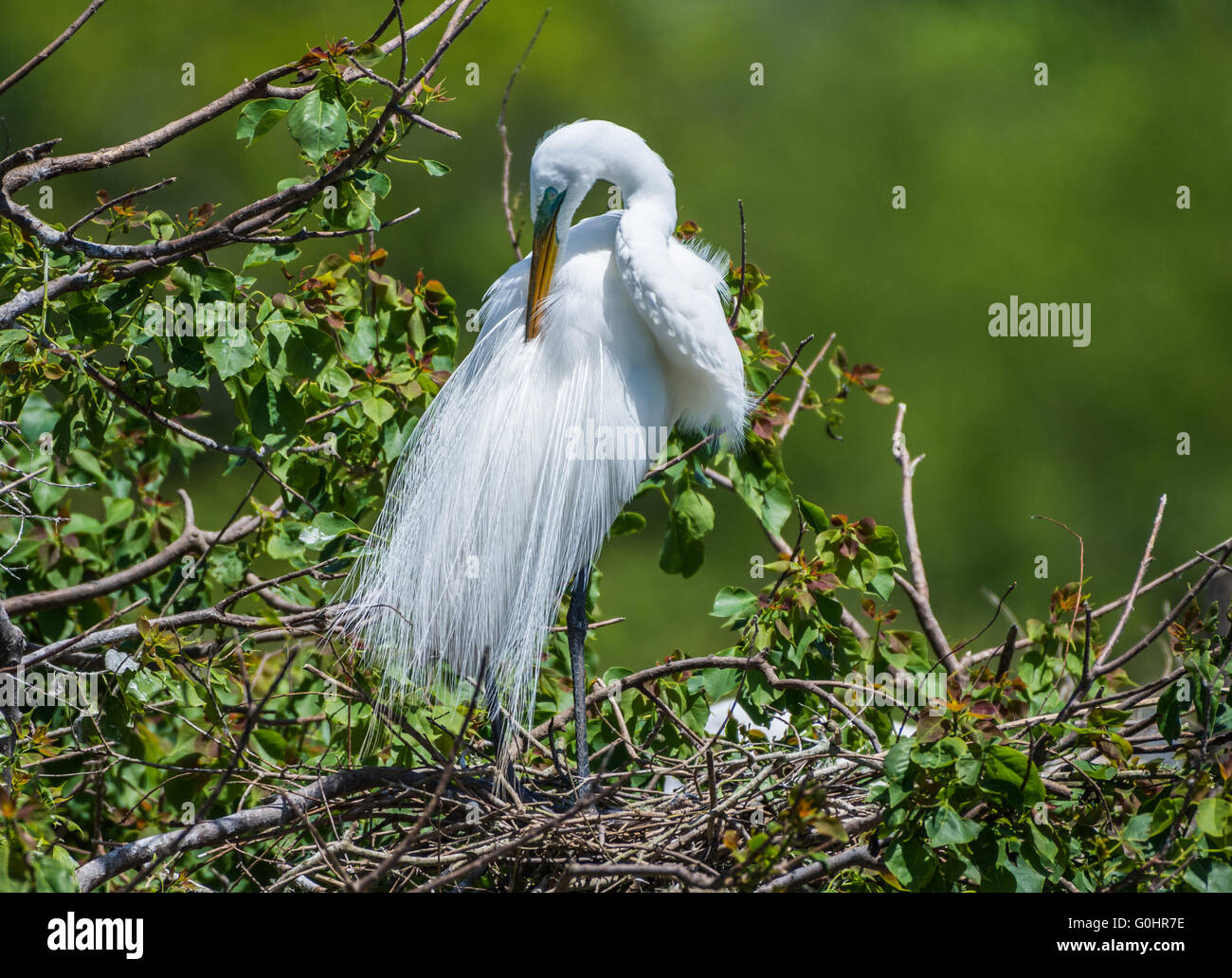 Nesting breeding egrets hi-res stock photography and images - Alamy