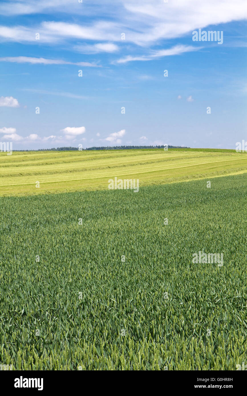 Wheat field in Bavaria, Germany Stock Photo - Alamy