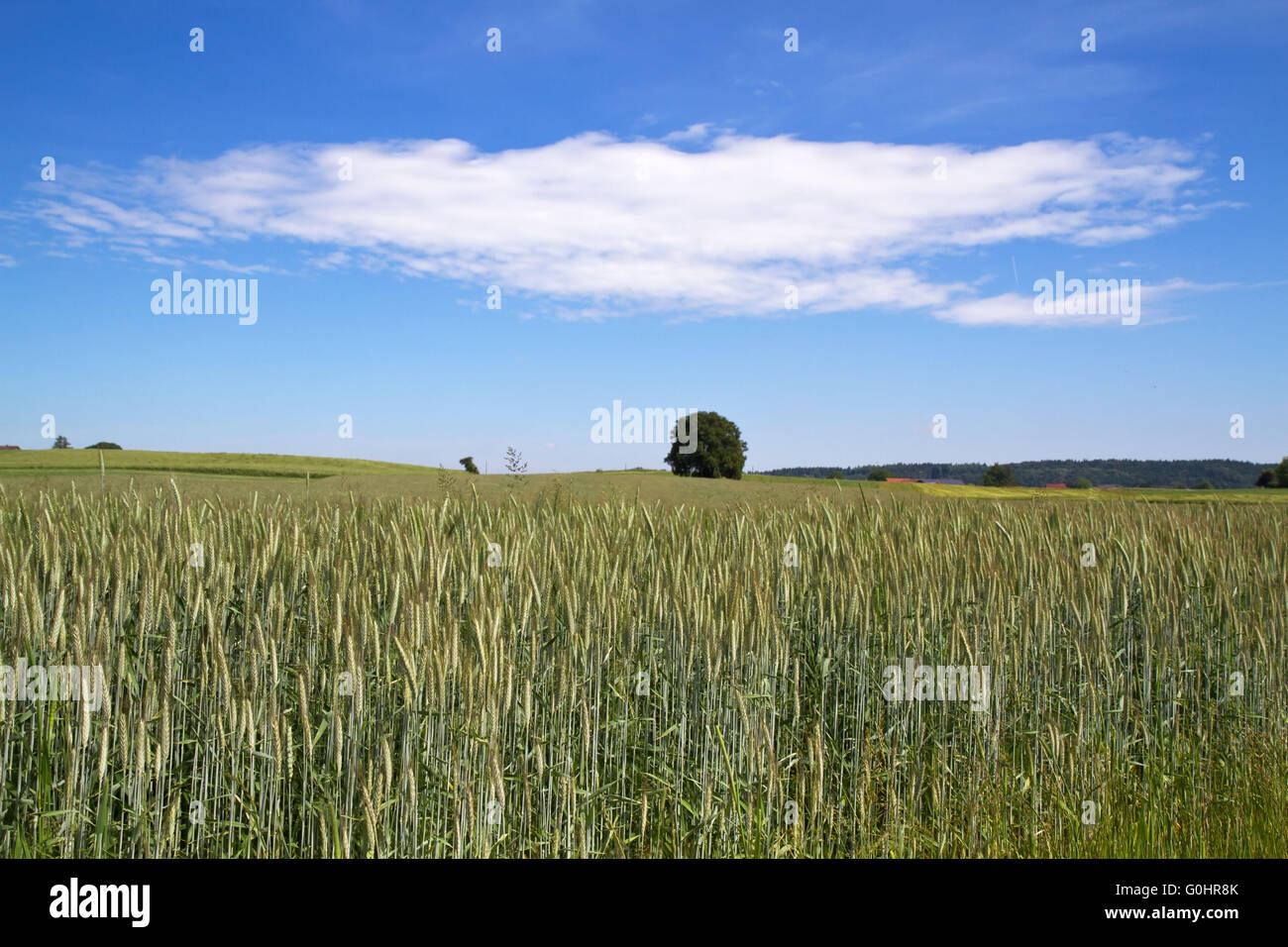 Wheat field in Bavaria, Germany Stock Photo - Alamy