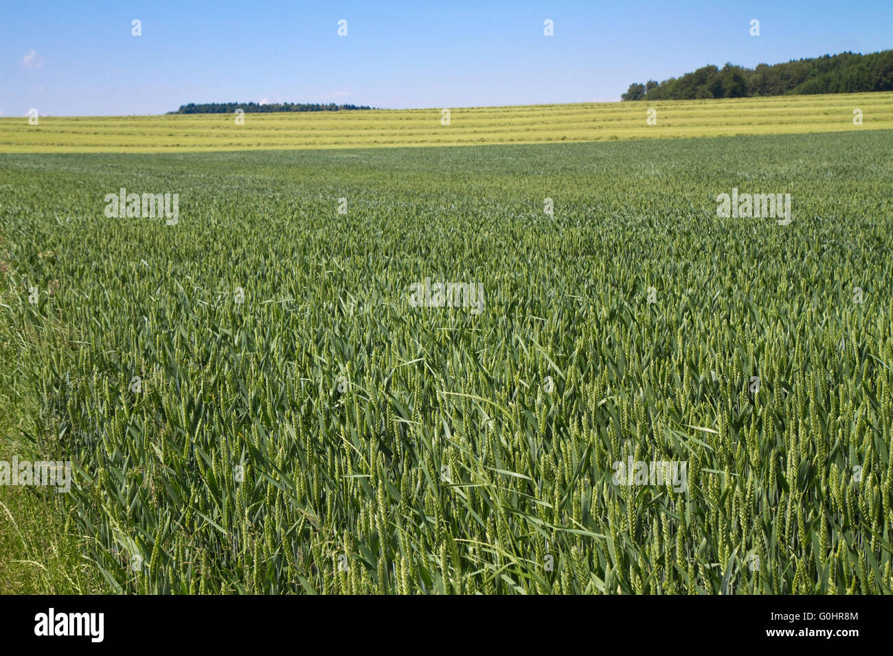 Wheat field in Bavaria, Germany Stock Photo - Alamy