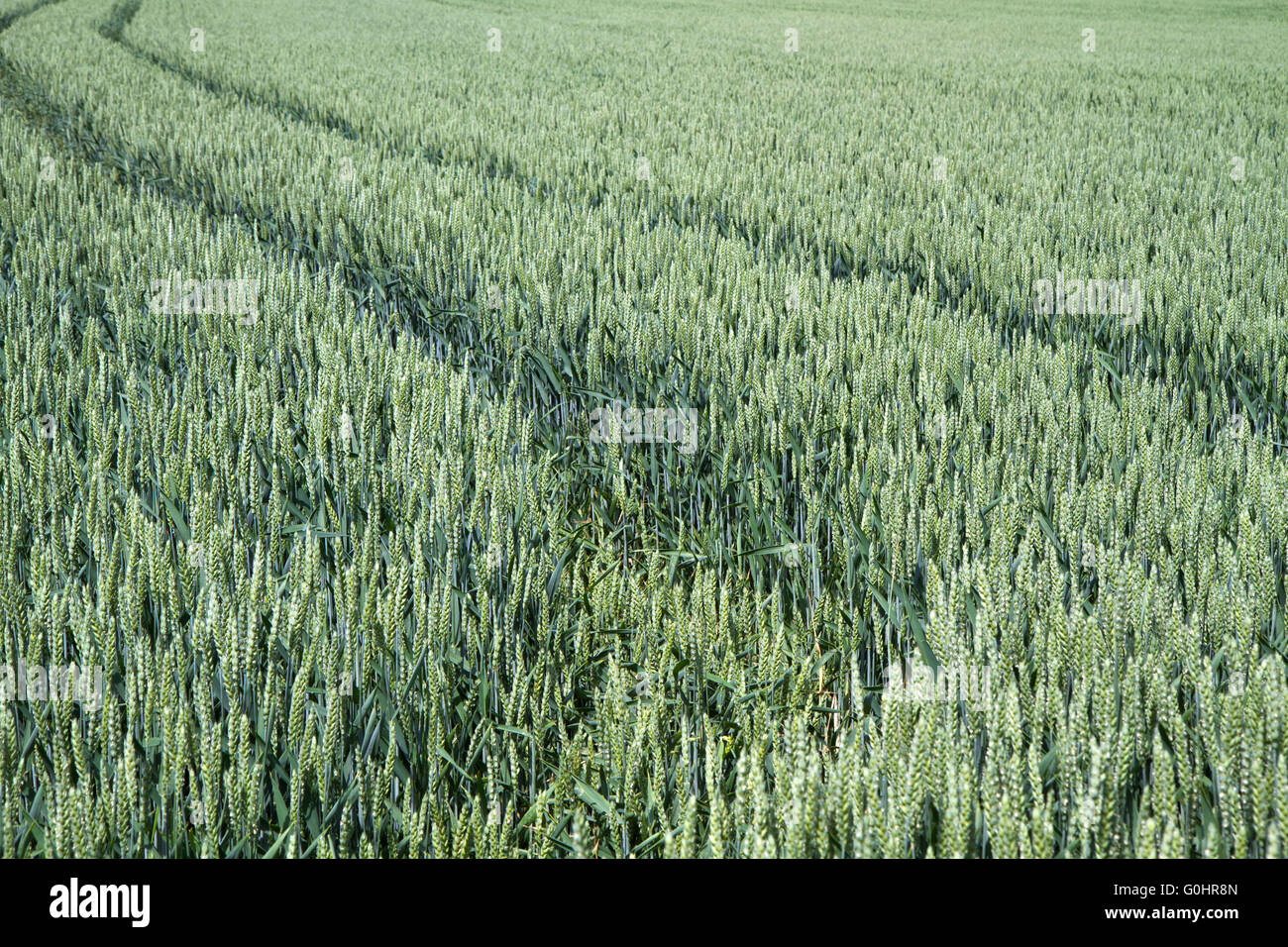 Wheat field in Bavaria, Germany Stock Photo - Alamy
