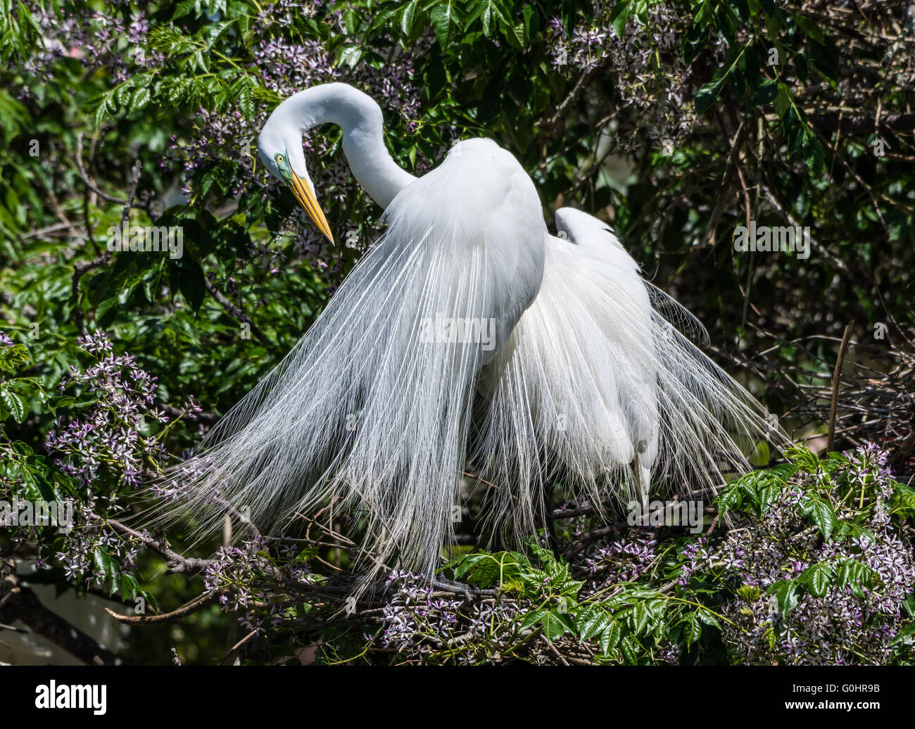 A pair of Great Egrets (Ardea alba) in full breeding plumage at the ...
