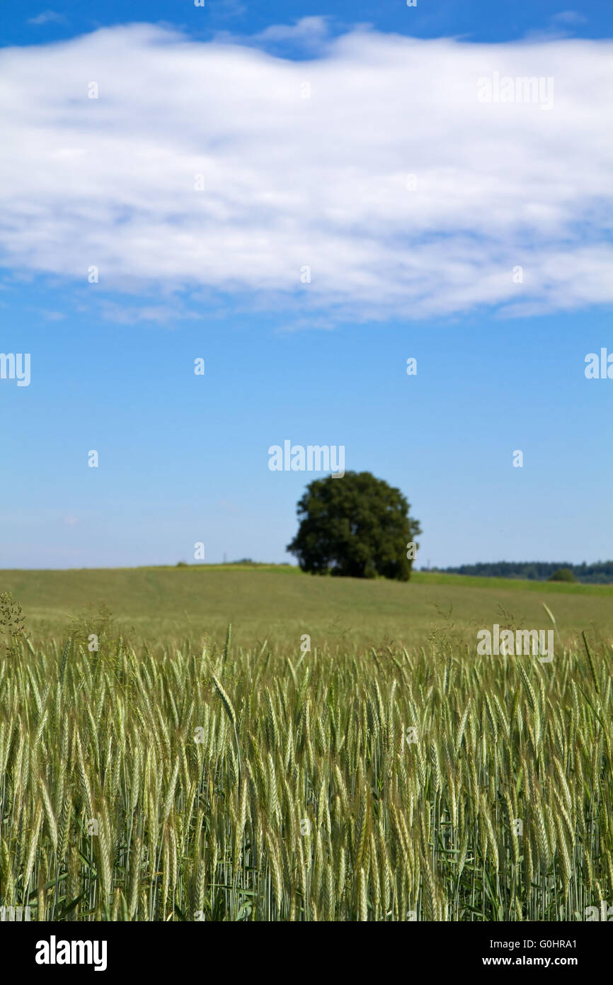 Wheat field in Bavaria, Germany Stock Photo - Alamy