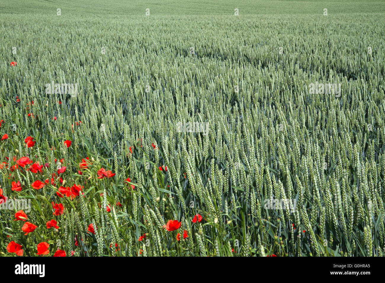 Wheat field in Bavaria, Germany Stock Photo - Alamy