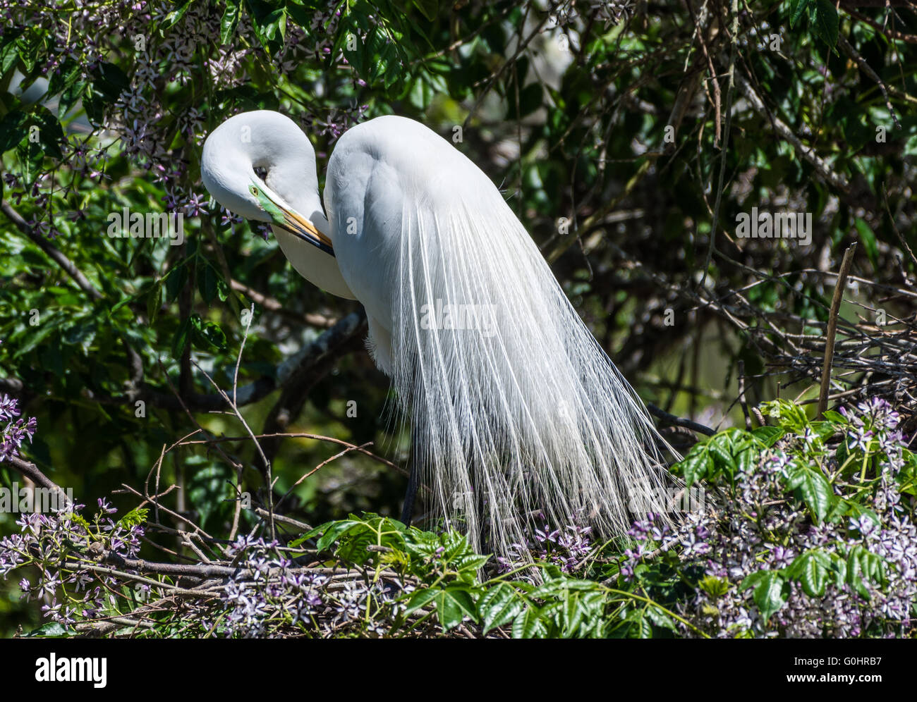 A Great Egrets (Ardea alba) in full breeding plumage at the Rookery ...