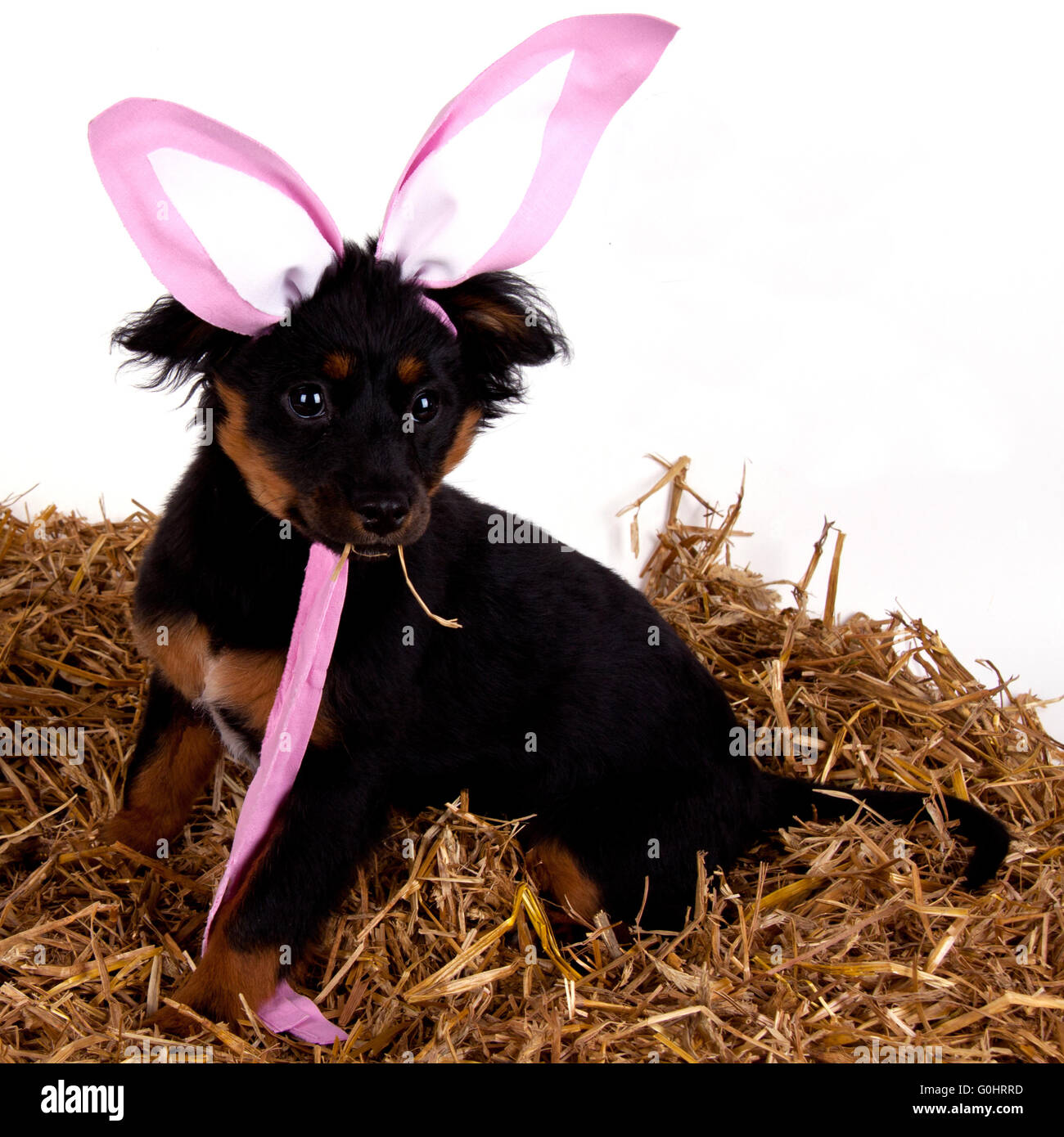 Dog with easter egg hi-res stock photography and images - Alamy