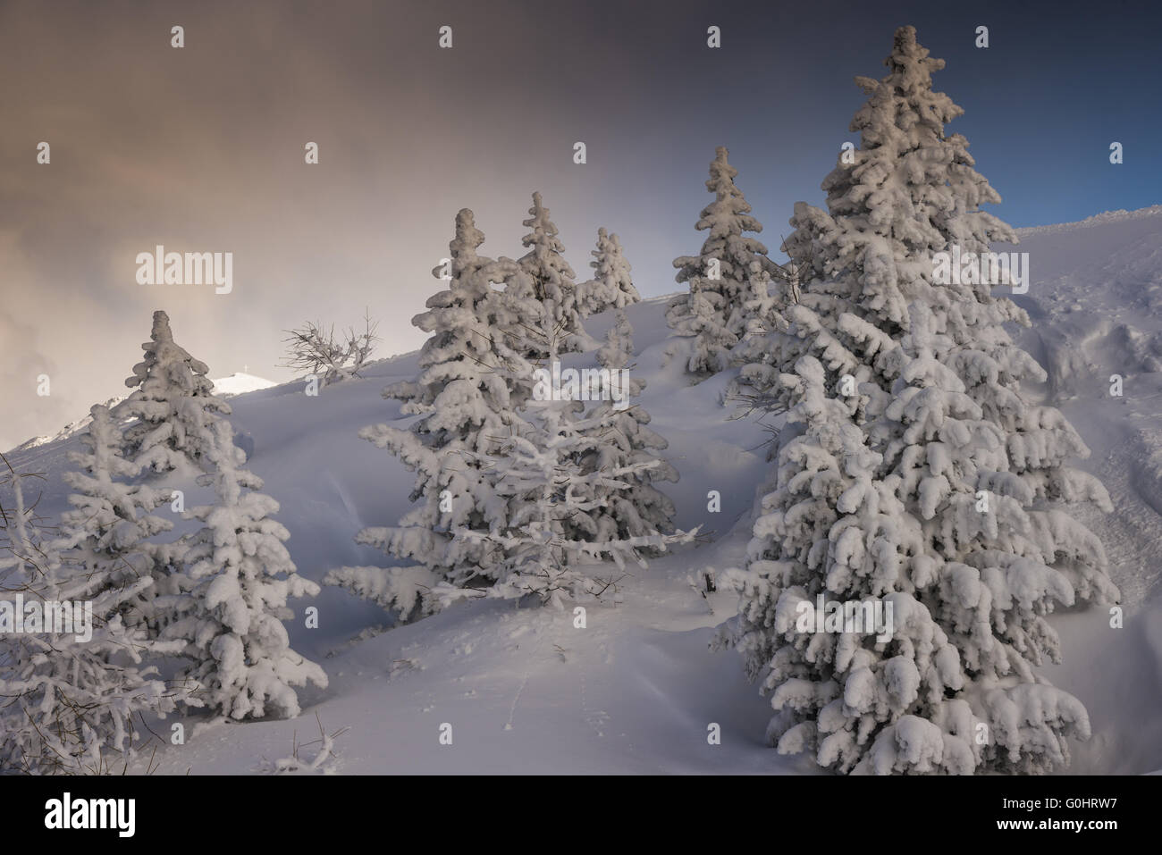 Winterly forest hi-res stock photography and images - Alamy