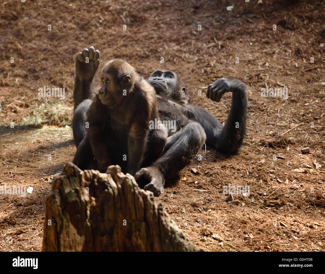 Baby gorilla playing hi-res stock photography and images - Alamy