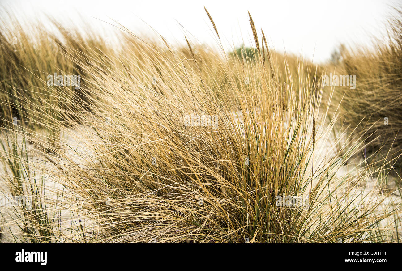 Reet on beach Stock Photo - Alamy