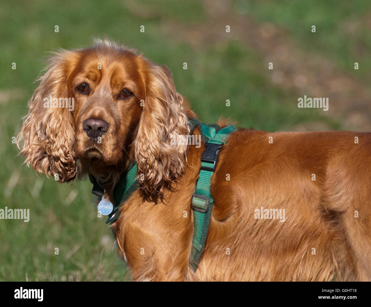 Sprocker cross hi-res stock photography and images - Alamy