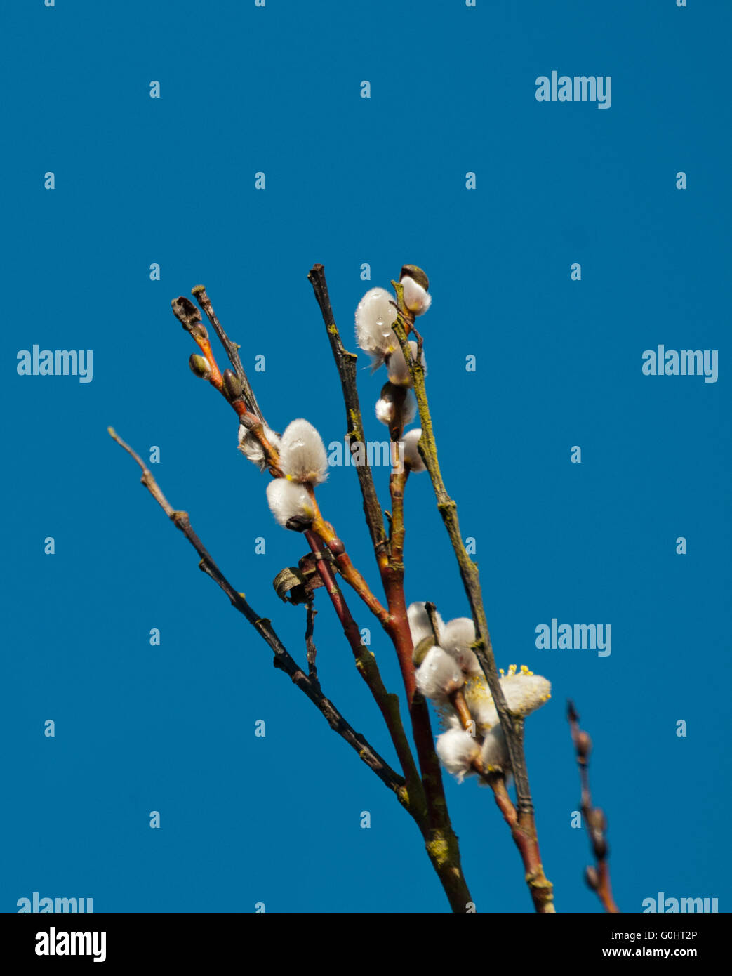 Sallow tree hi-res stock photography and images - Alamy