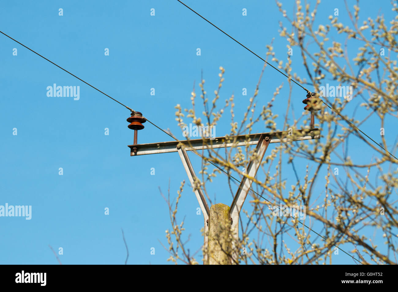 Sallow tree hi-res stock photography and images - Alamy