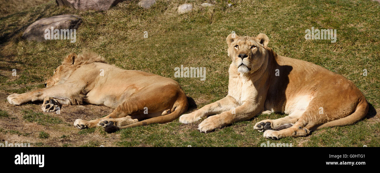 Two female lions with one maned Lioness lying on grass Stock Photo - Alamy