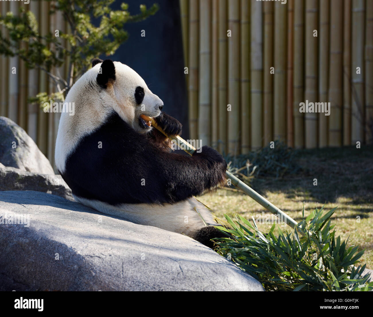 Giant Panda Bear eating bamboo in the sun while leaning on a rock Stock ...