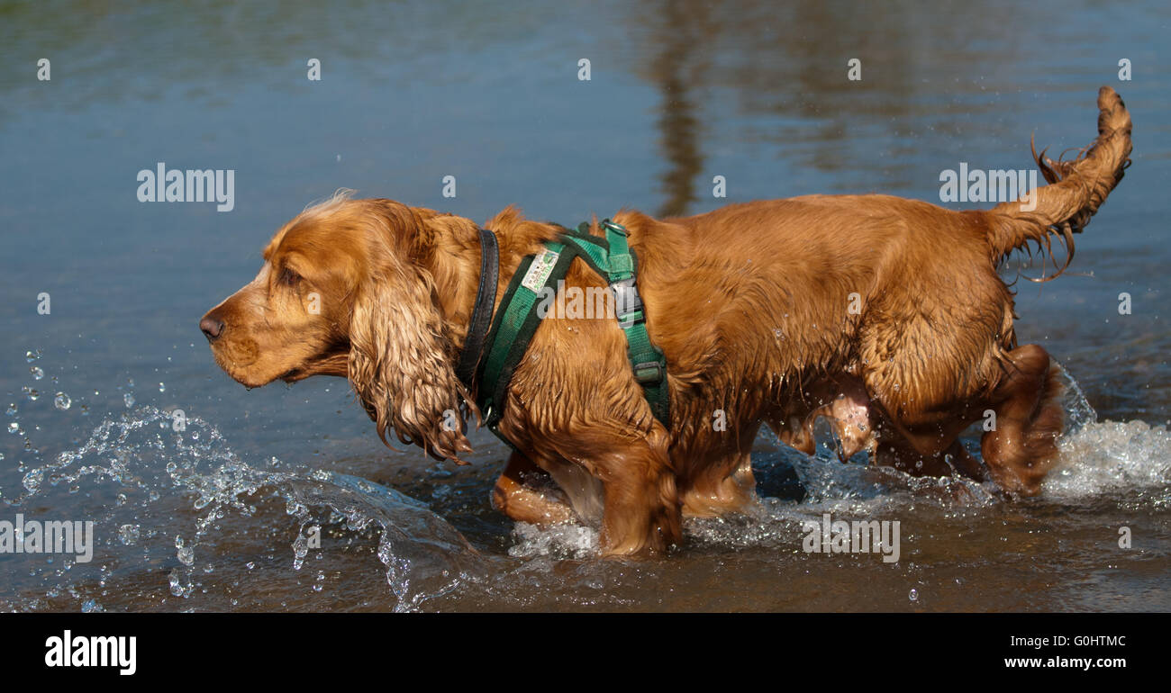 Sprocker cross hi-res stock photography and images - Alamy
