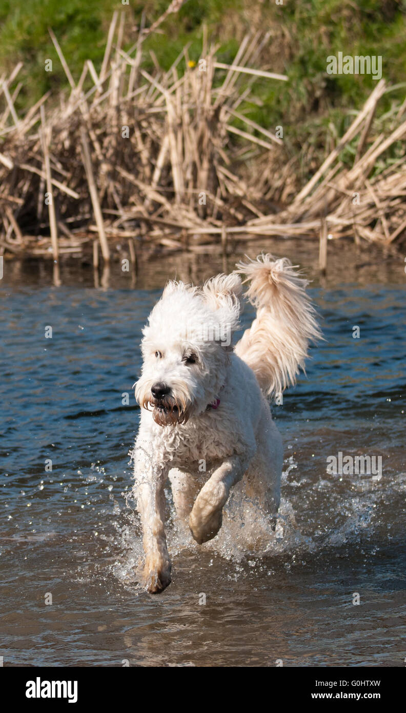 Standard poodle running through water Stock Photo - Alamy