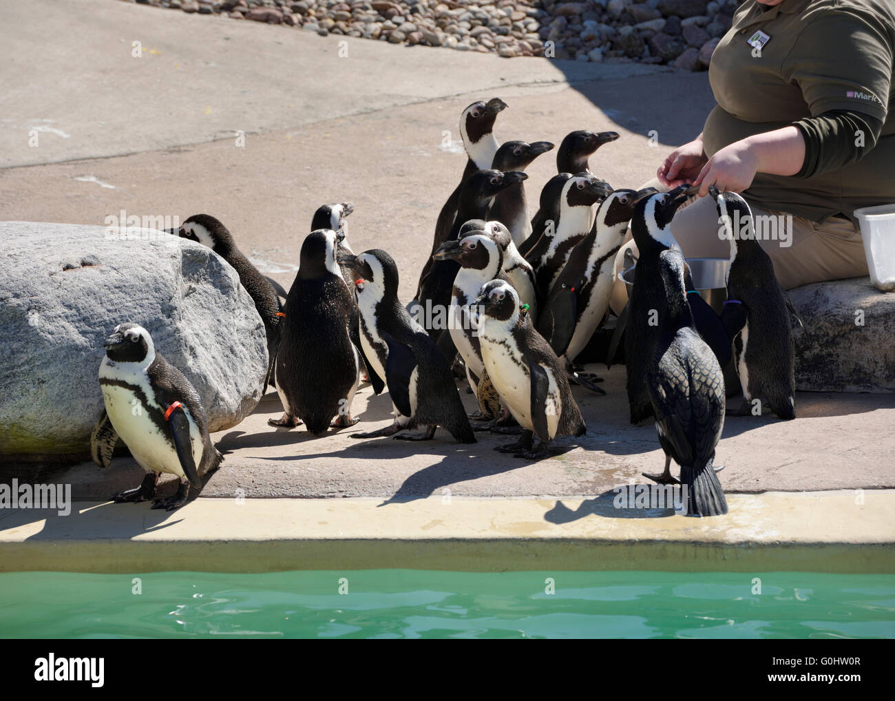 Feeding african hi-res stock photography and images - Alamy